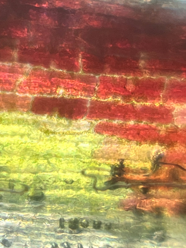 Foldscope Explores... Flower Petals - Foldscope Instruments, Inc.