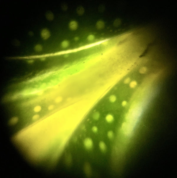 Foldscope In The Classroom: Marie Clark Taylor - Foldscope Instruments ...