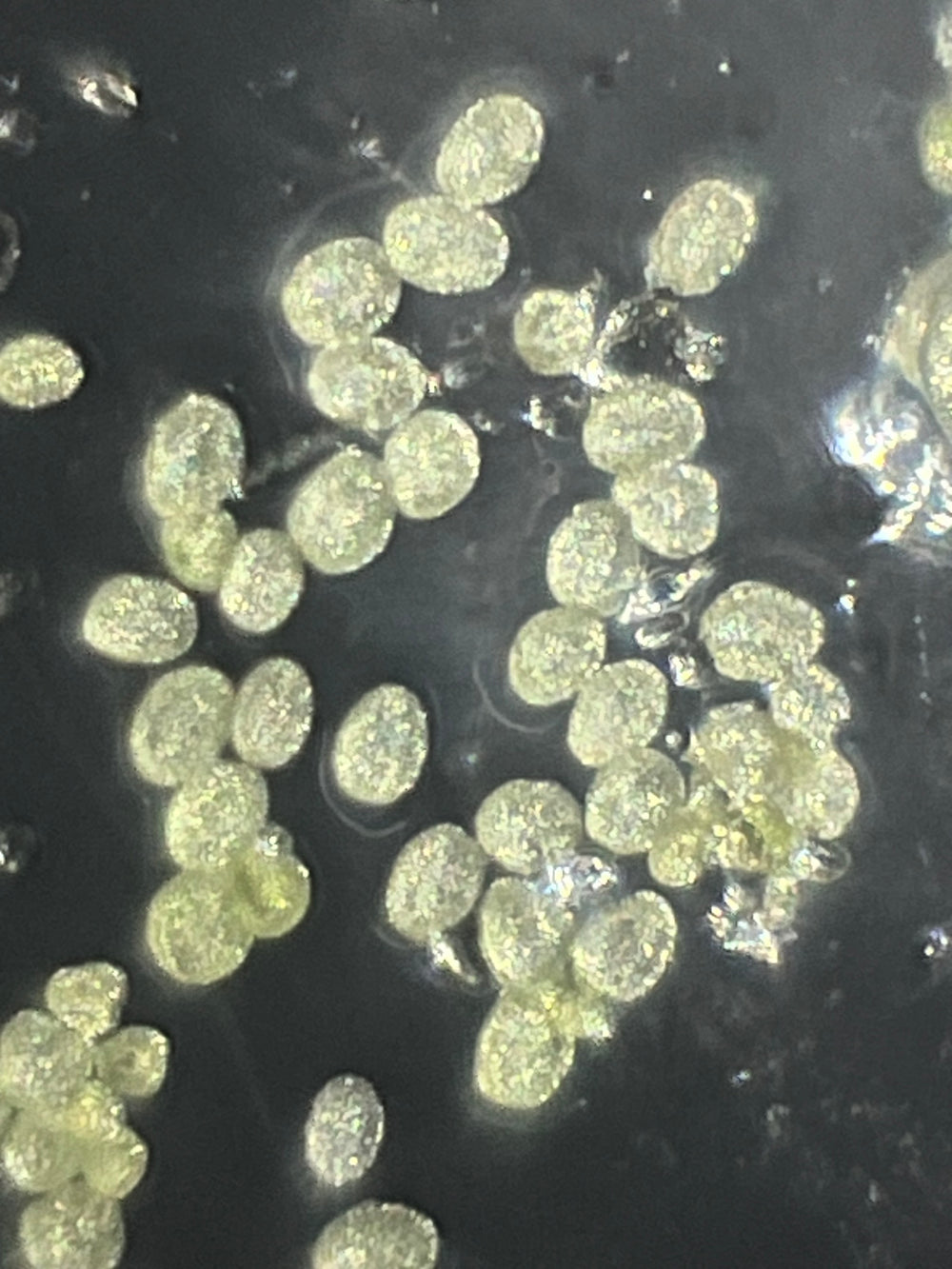 Foldscope Blog - Foldscope Instruments, Inc.