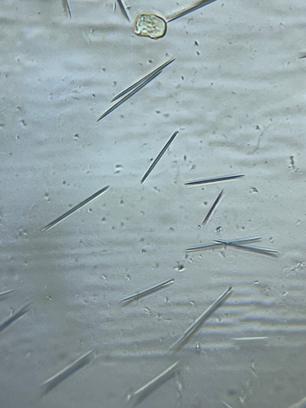 Foldscope Explores… Pineapple Needles! - Foldscope Instruments, Inc.