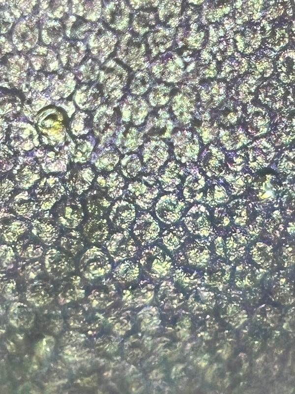 Foldscope Explores... Shape-Shifting Flower Petal Cells - Foldscope ...