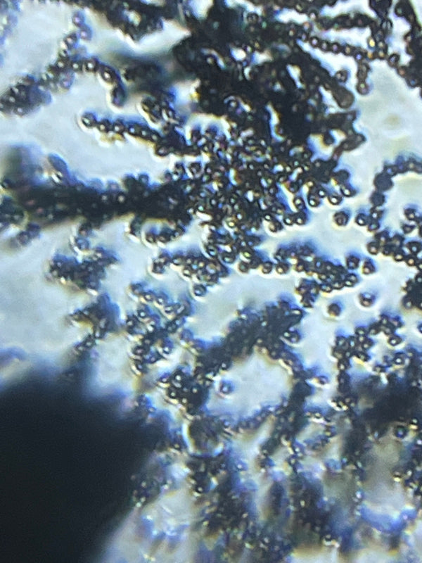 Foldscope Explores... The Beauty of Mold! - Foldscope Instruments, Inc.