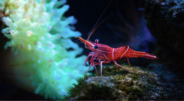 What Are Aquatic Invertebrates and Where Are They Found? - Foldscope ...